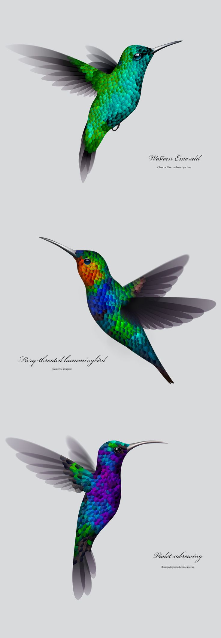 Original Artwork – HUMMINGBIRD – Bud and Blossom 'Creatives'